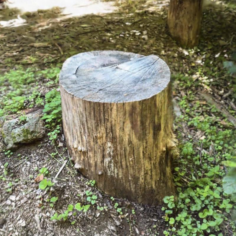 Montreal Tree Stump Splat - @HDRman on Scaniverse